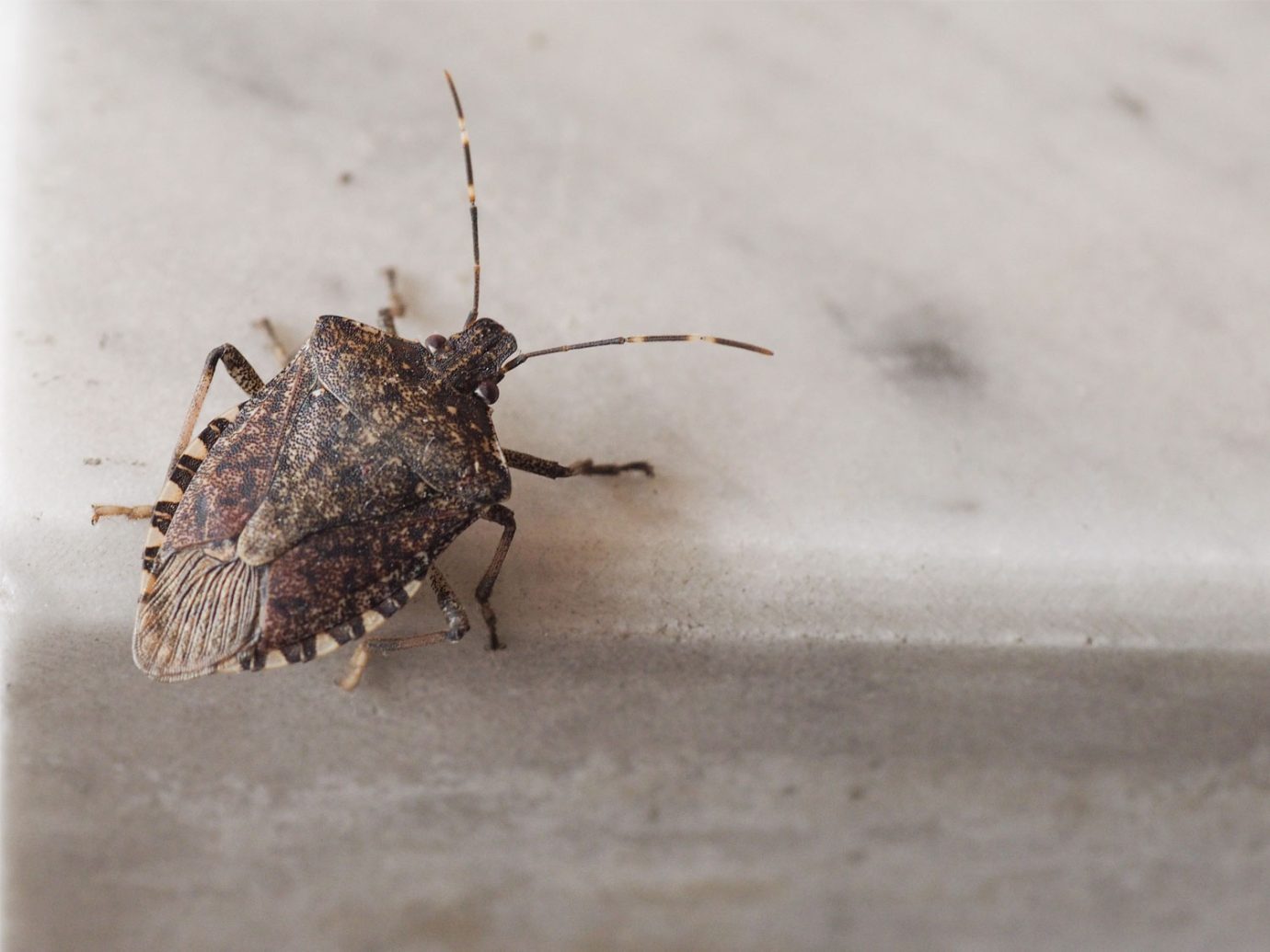 Seasonal measures for Brown Marmorated Stink Bug (BMSB) - Metro