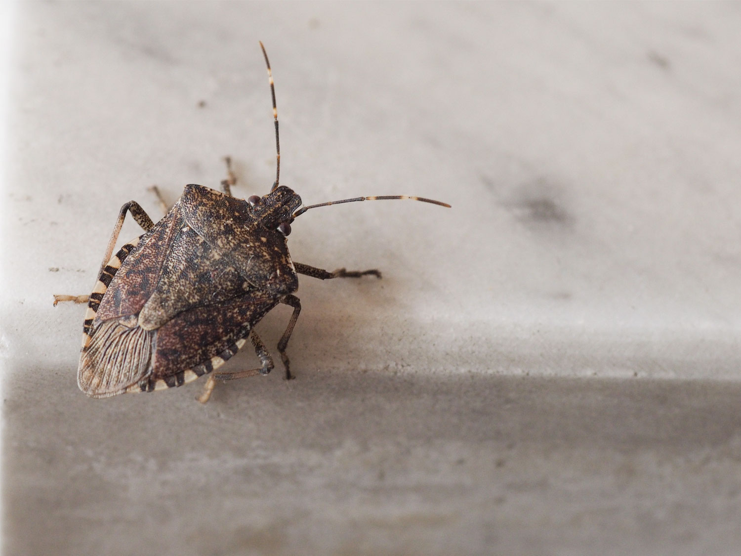 Seasonal measures for Brown Marmorated Stink Bug (BMSB) - Metro